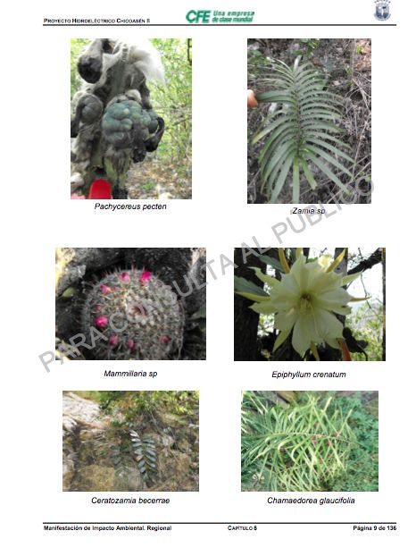 Impacto ambiental negativo si se construye hidroeléctrica Chicoasén II ...