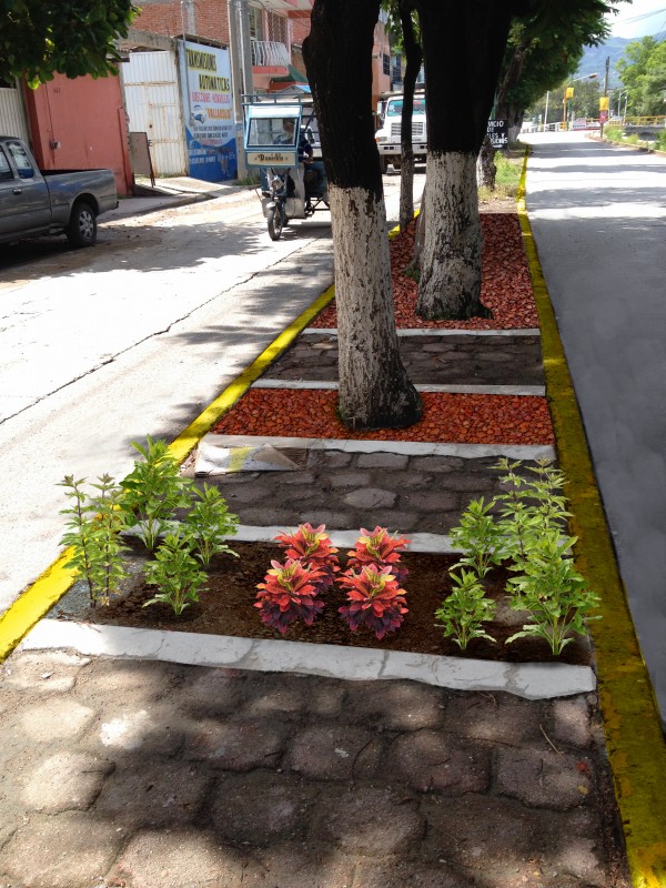 CAMELLON DOS | Chiapasparalelo