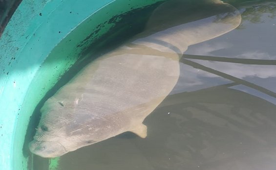 Cría de manatí es rescatado en Catazajá | Chiapasparalelo