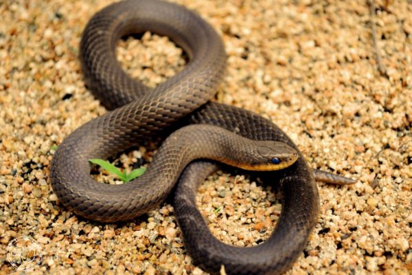 ¿Sólo comen ratones? | Chiapasparalelo