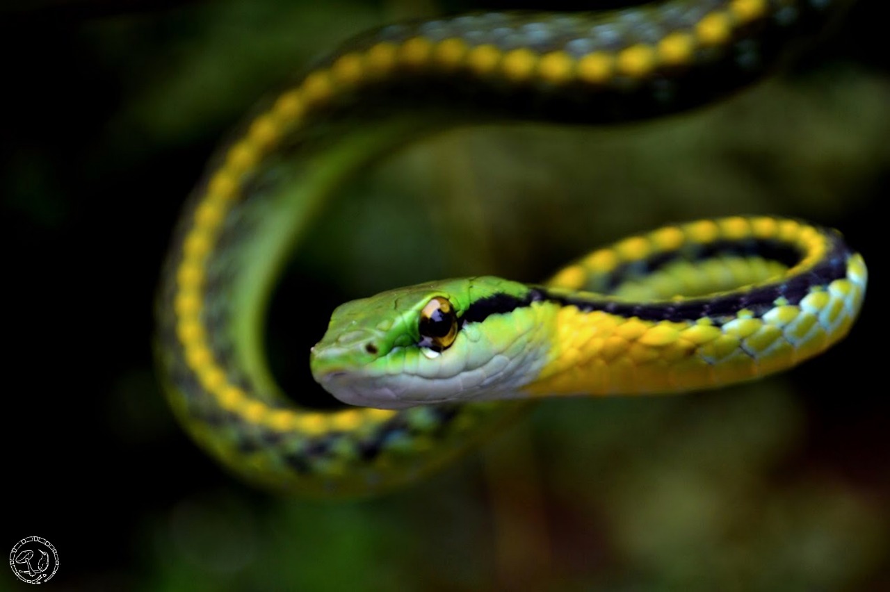 ¿Nativo, endémico, exótico? | Chiapasparalelo