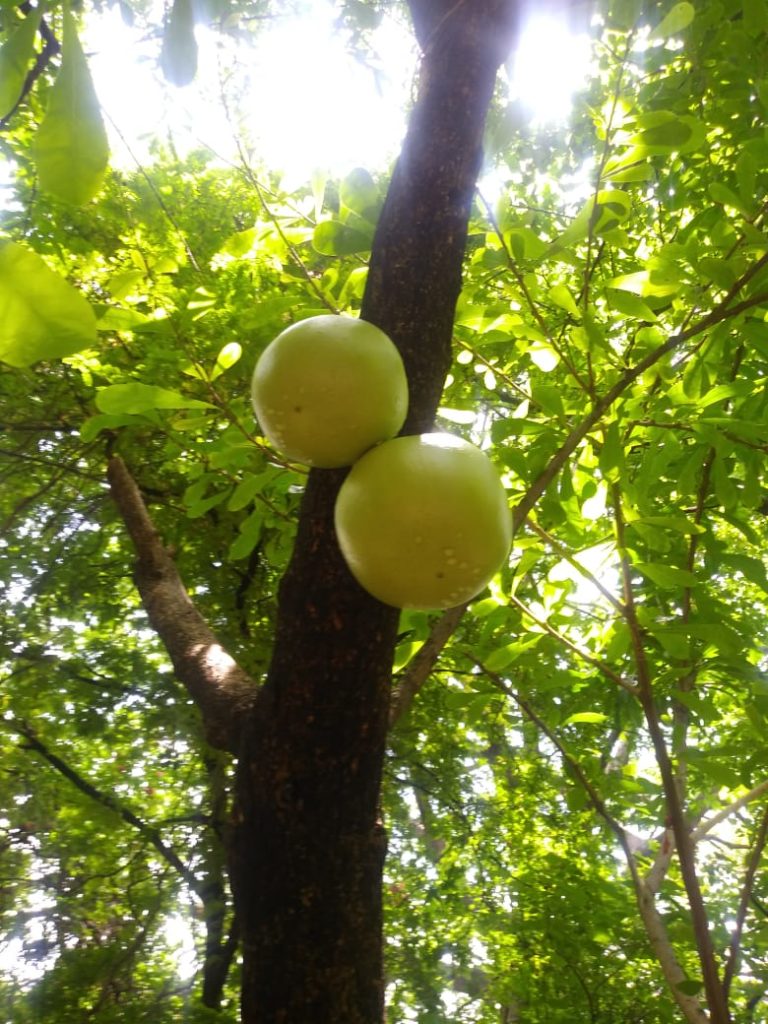 Plantas nativas para sanar problemas respiratorios y estomacales ...