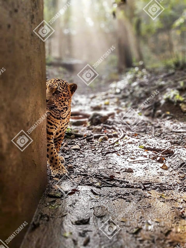 ZooMAT, el mejor de Latinoamérica | Chiapasparalelo