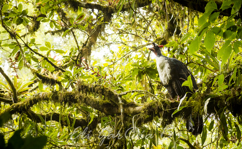 Ave emblema de Chiapas y en peligro de extinción es captada apareándose ...