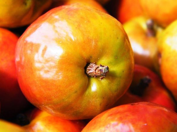 Los jocotes más dulces Chiapas son de Huixtla y Mazatán | Chiapasparalelo