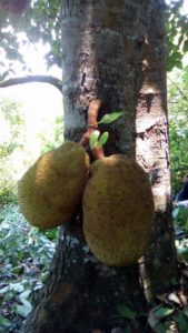 Yaka, el fruto exótico cuyos beneficios son equiparables a su enorme ...