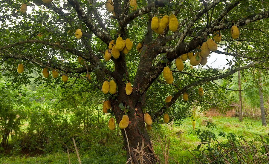Yaka, el fruto exótico cuyos beneficios son equiparables a su enorme ...