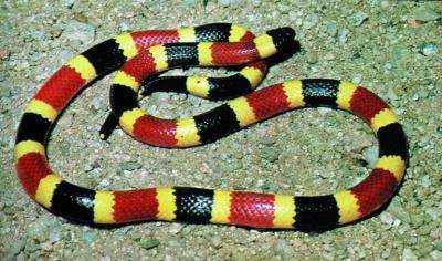 ¿Real o no? Así se puede identificar a una Coralillo, una de las ...