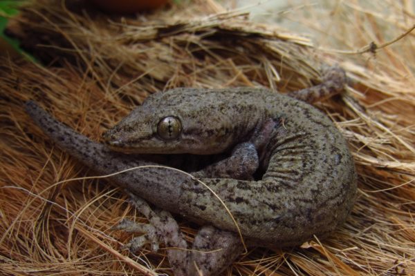 Las cuijas; inquilinos incomprendidos | Chiapasparalelo