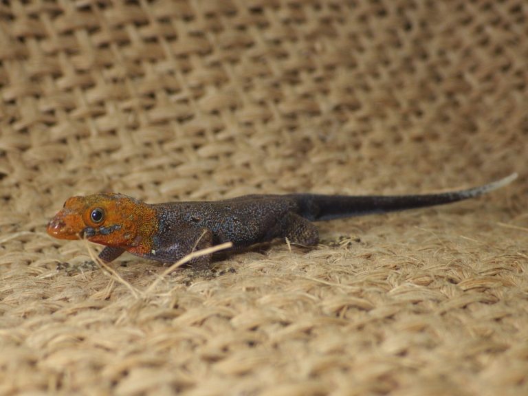 Las cuijas; inquilinos incomprendidos | Chiapasparalelo