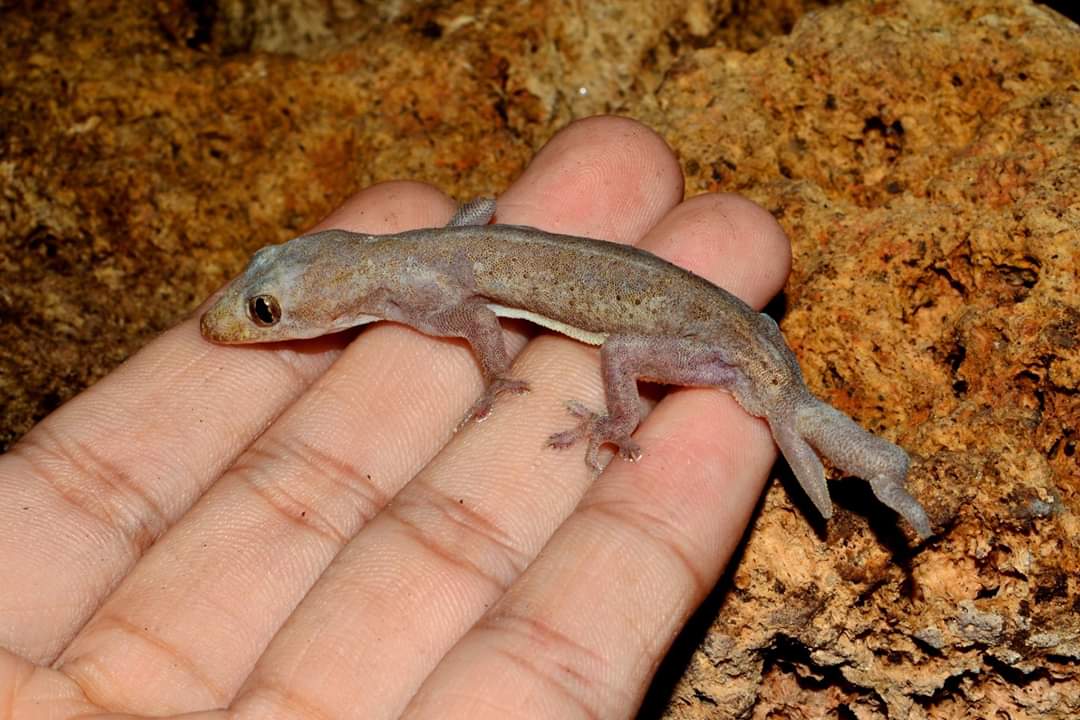 Las cuijas; inquilinos incomprendidos | Chiapasparalelo