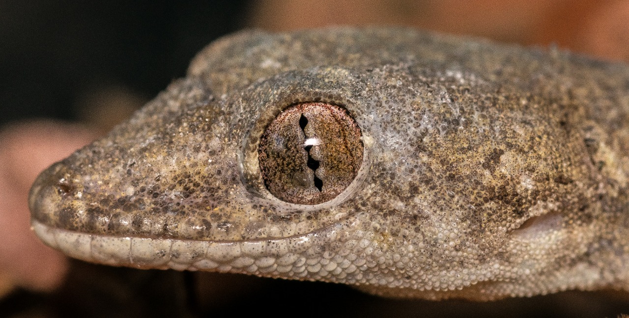 Las cuijas; inquilinos incomprendidos | Chiapasparalelo