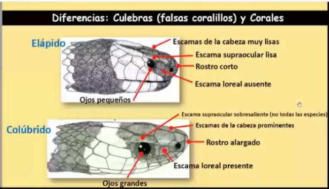 ¿Real o no? Así se puede identificar a una Coralillo, una de las ...