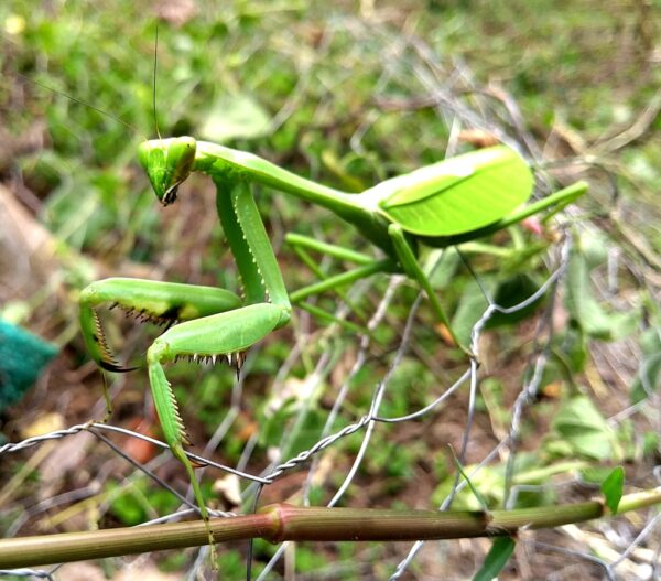 Diversidad de mántidos en cuatro localidades de la Reserva de la ...