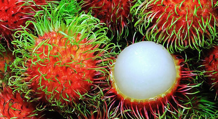 Rambután, una opción viable para incrementar la biodiversidad de los ...