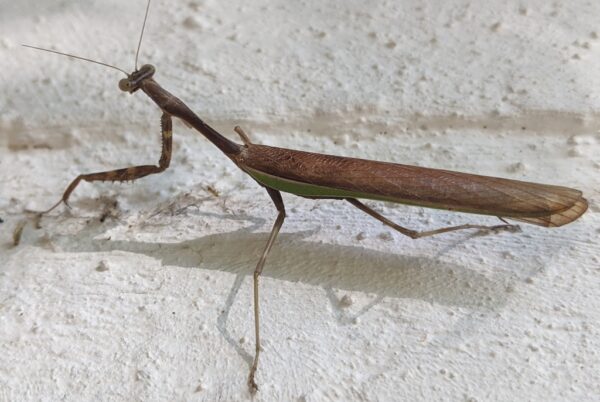 Diversidad de mántidos en cuatro localidades de la Reserva de la ...