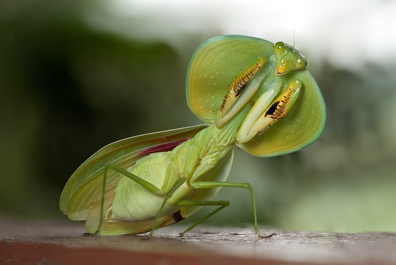 Diversidad de mántidos en cuatro localidades de la Reserva de la ...