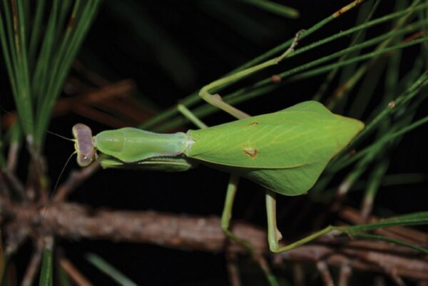 Diversidad de mántidos en cuatro localidades de la Reserva de la ...