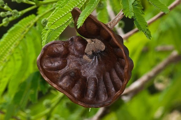 foto 5 (5) | Chiapasparalelo