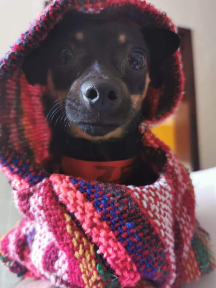 Moda de ponchos para perros se apodera de la capital | Chiapasparalelo