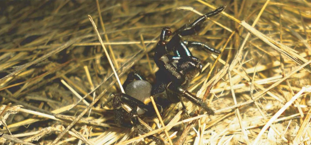 «LUM», nace revista de difusión científica acerca de la biodiversidad ...