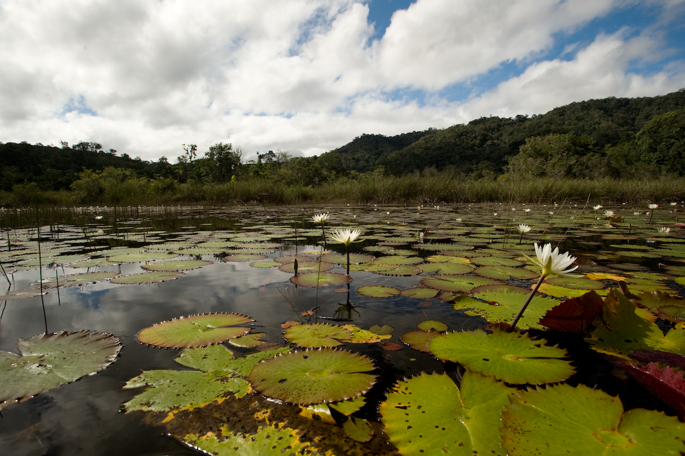 De las 330 aves registradas en Nahá, más de la mitad tiene nombre maya ...