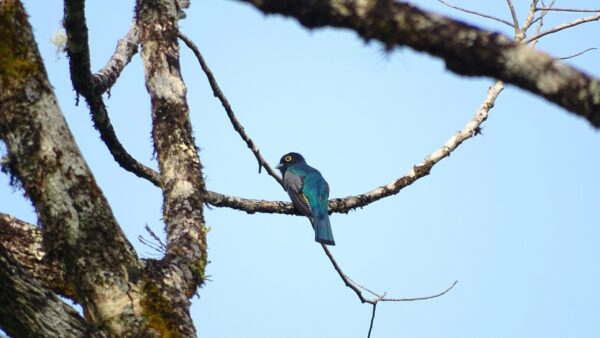 De las 330 aves registradas en Nahá, más de la mitad tiene nombre maya ...