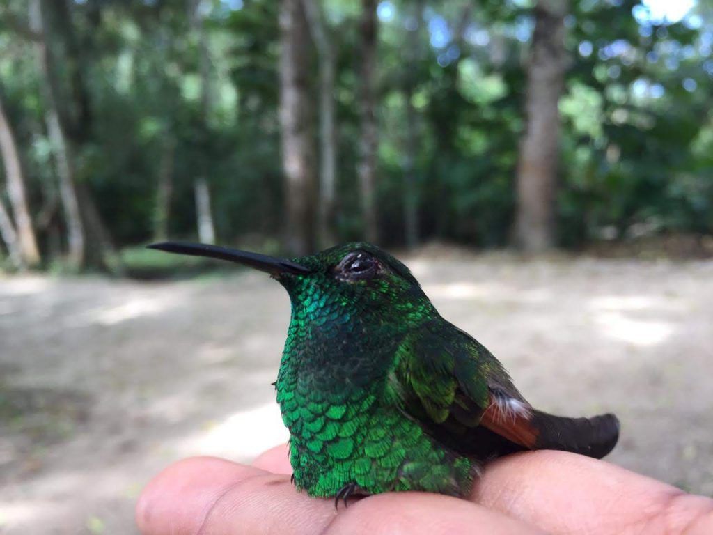 De las 330 aves registradas en Nahá, más de la mitad tiene nombre maya ...