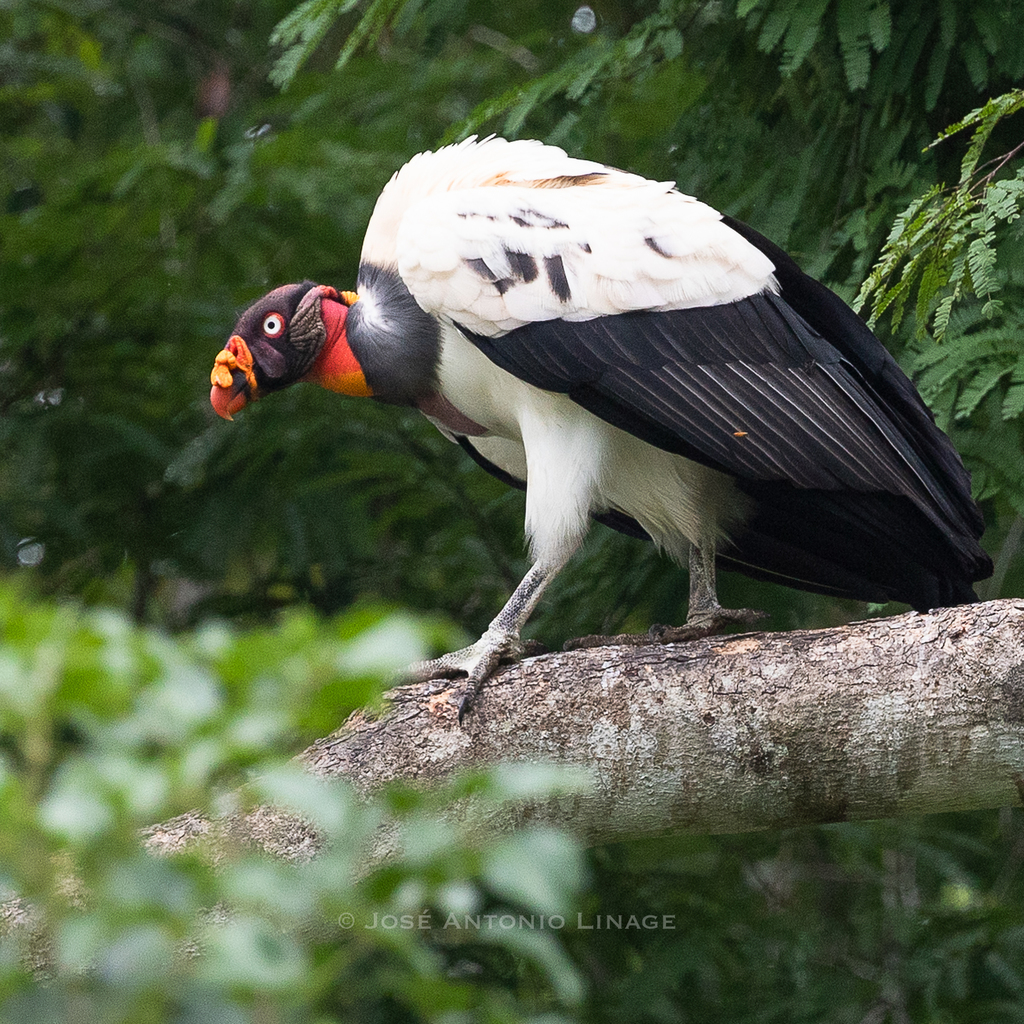 Zopilotes, los limpiadores estigmatizados de la naturaleza ...