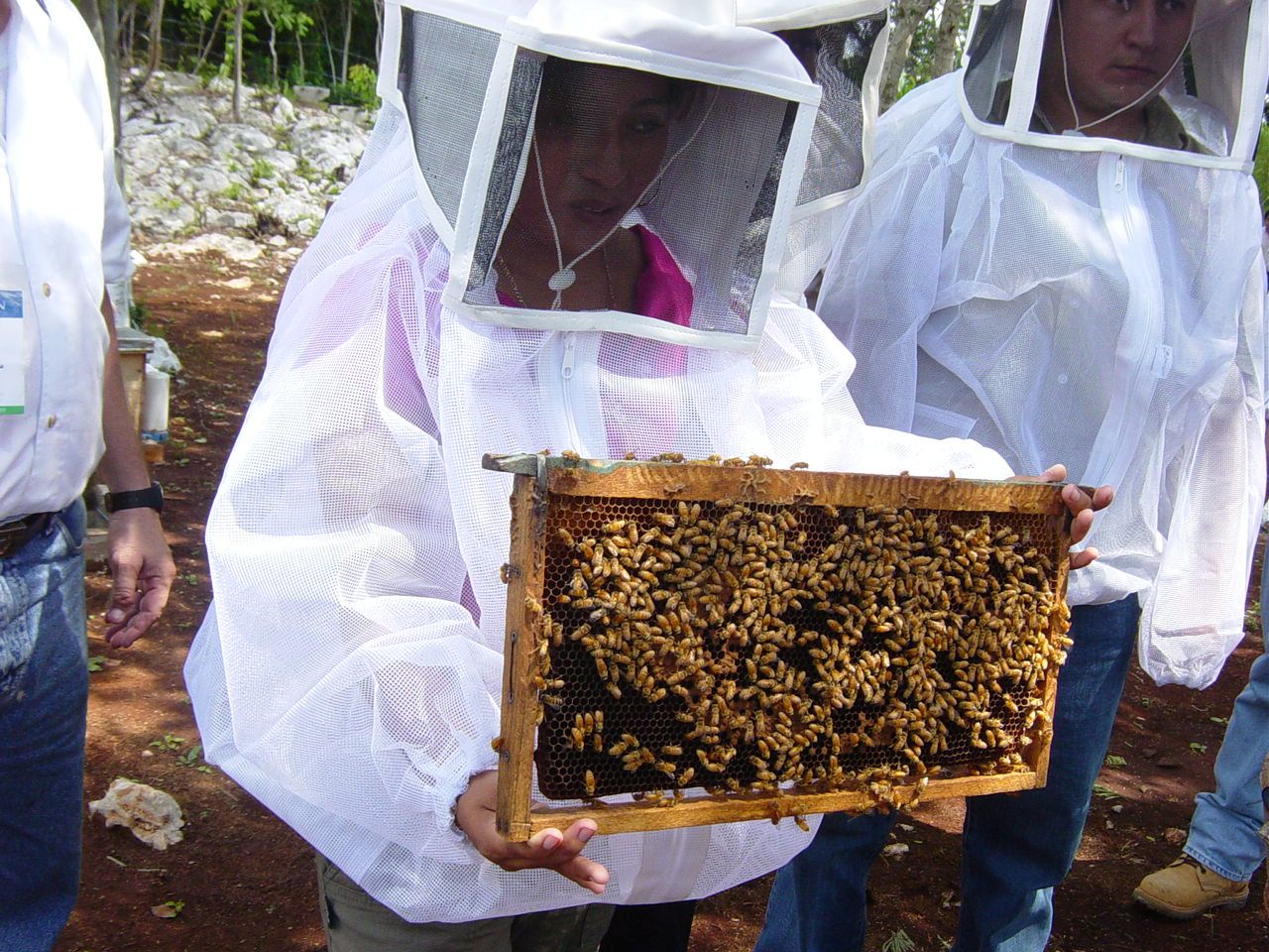 Presentan Atlas nacional de las abejas | Chiapasparalelo