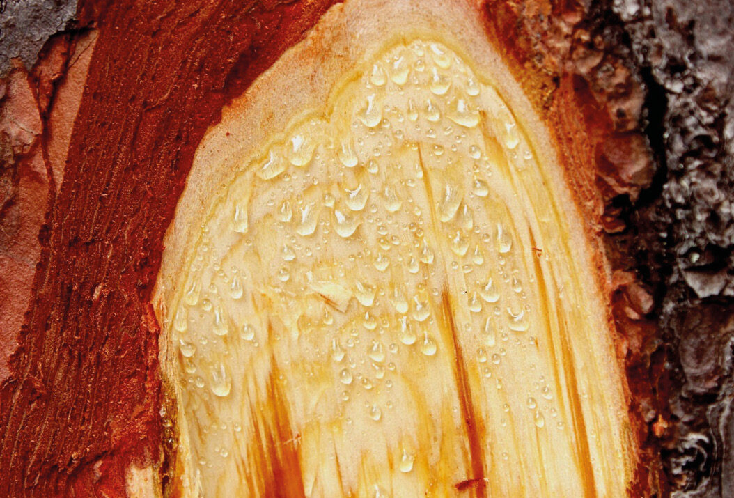 Extracción de resina , una opción que diversifica actividades ...