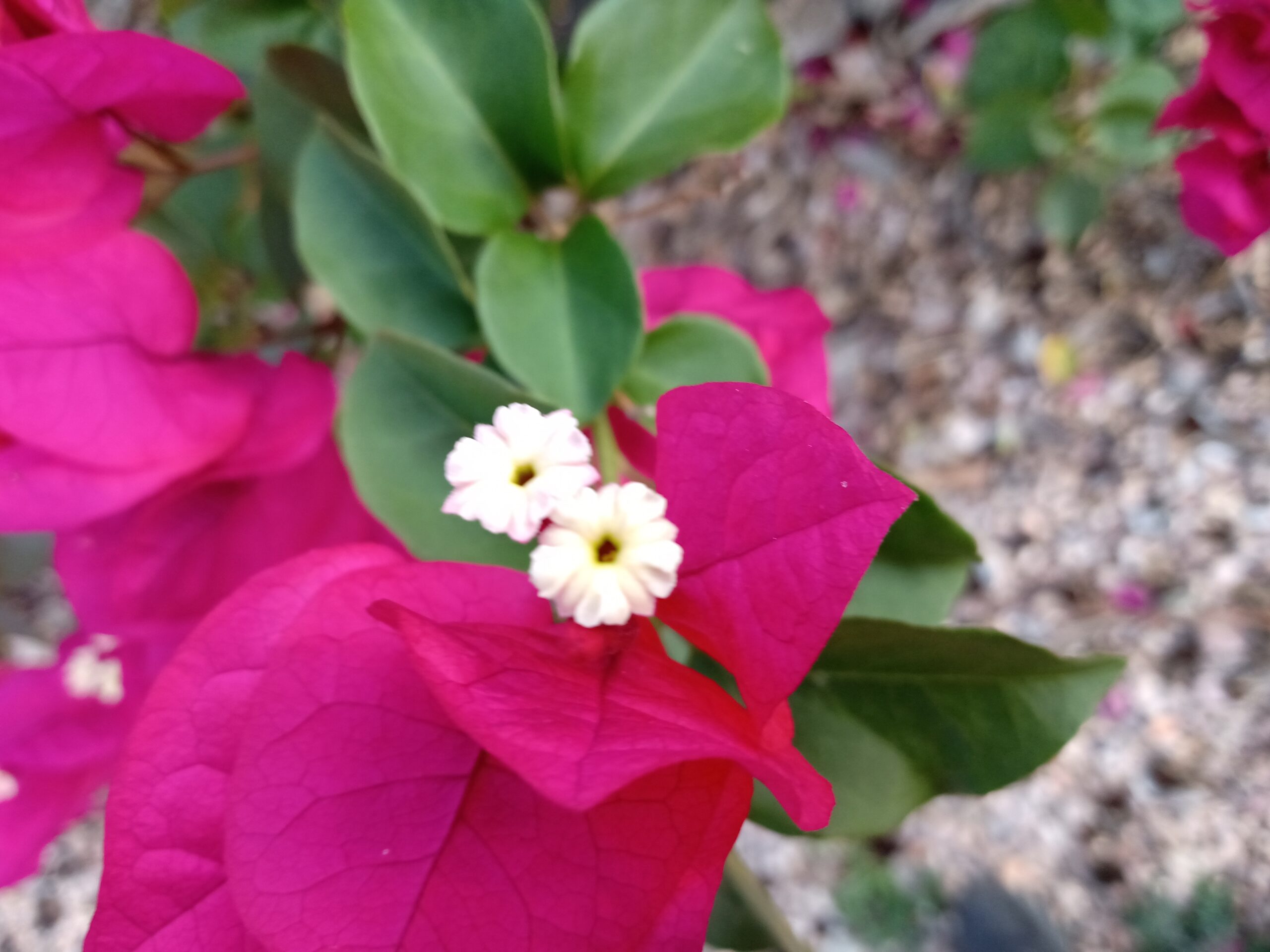 Florecitas de colores | Chiapasparalelo