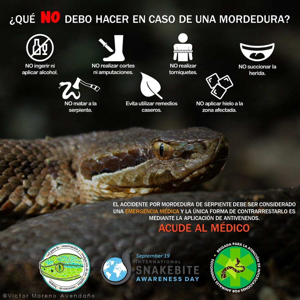 ¿Qué hacer en caso de sufrir una mordedura de serpiente venenosa ...