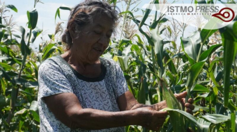 El maíz es vida: Campesinas zapotecas hablan del amor por el campo y la desigualdad por ser ...