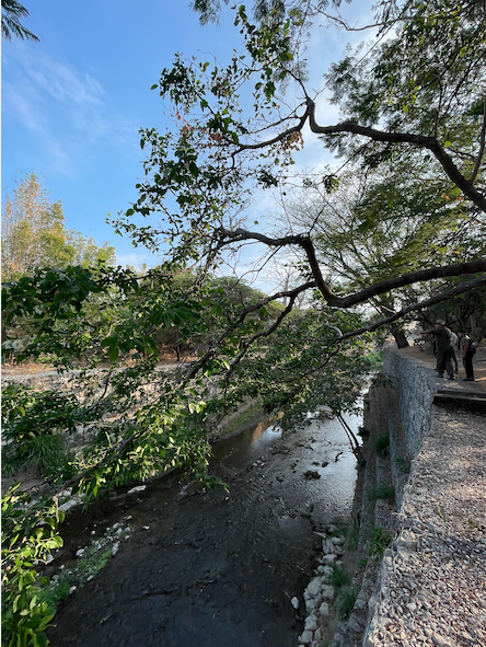 El Sabinal, un ecosistema por conocer | Chiapasparalelo