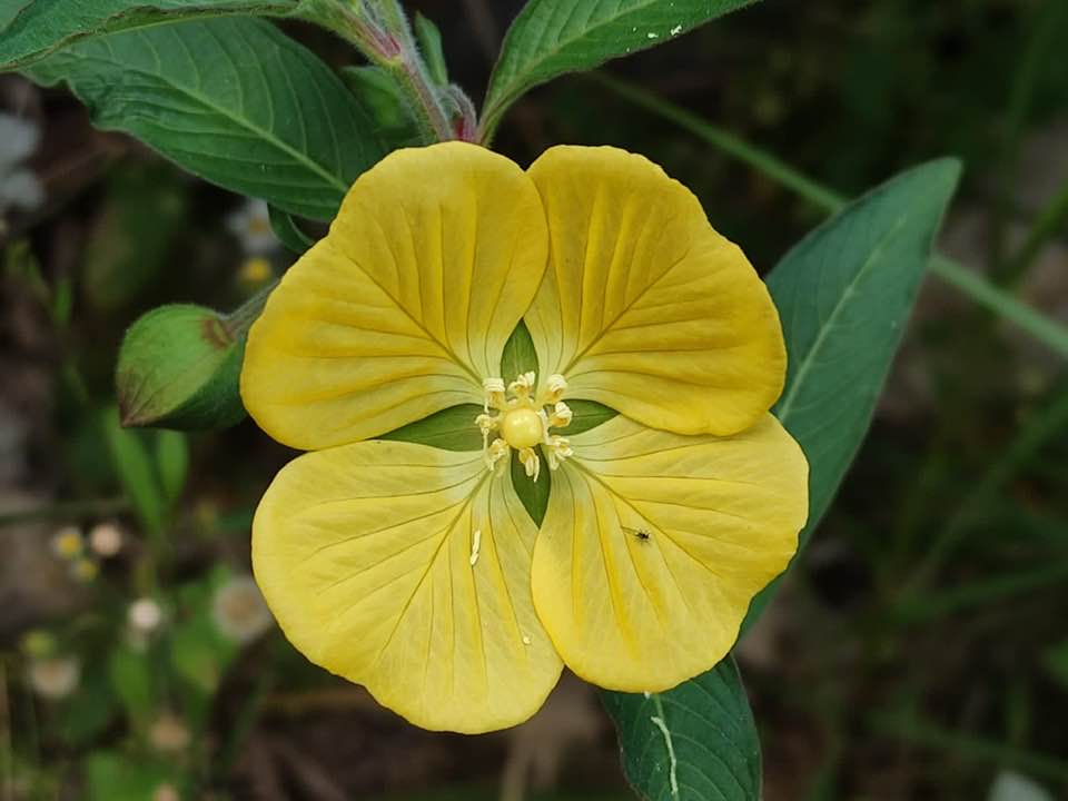 Con 111 especies, Chiapas a la cabeza en especies de plantas acuáticas ...