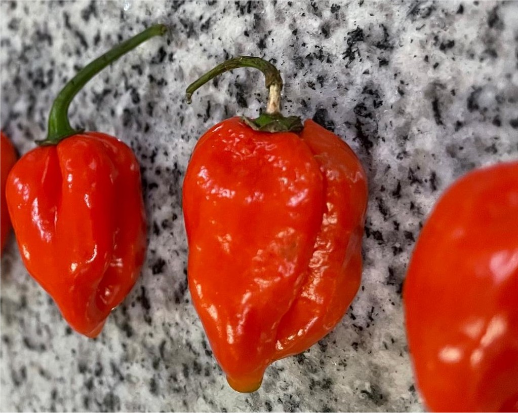 Exitoso, realizan experimento con plantas de chile habanero para ...