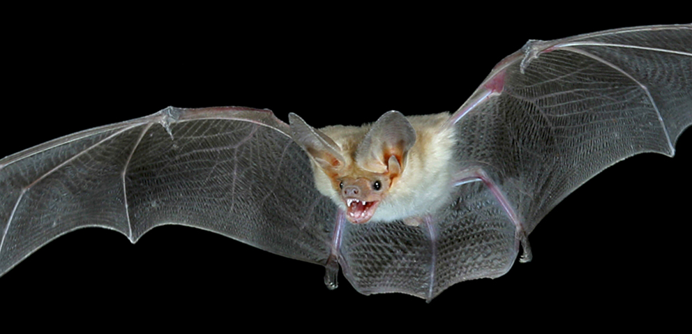 Transformar cuevas en santuarios: la misión para conservar a los ...