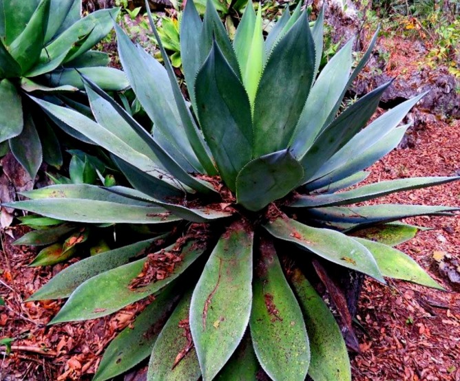 Agaves endémicos de Chiapas y sus posibles potencialidades ...