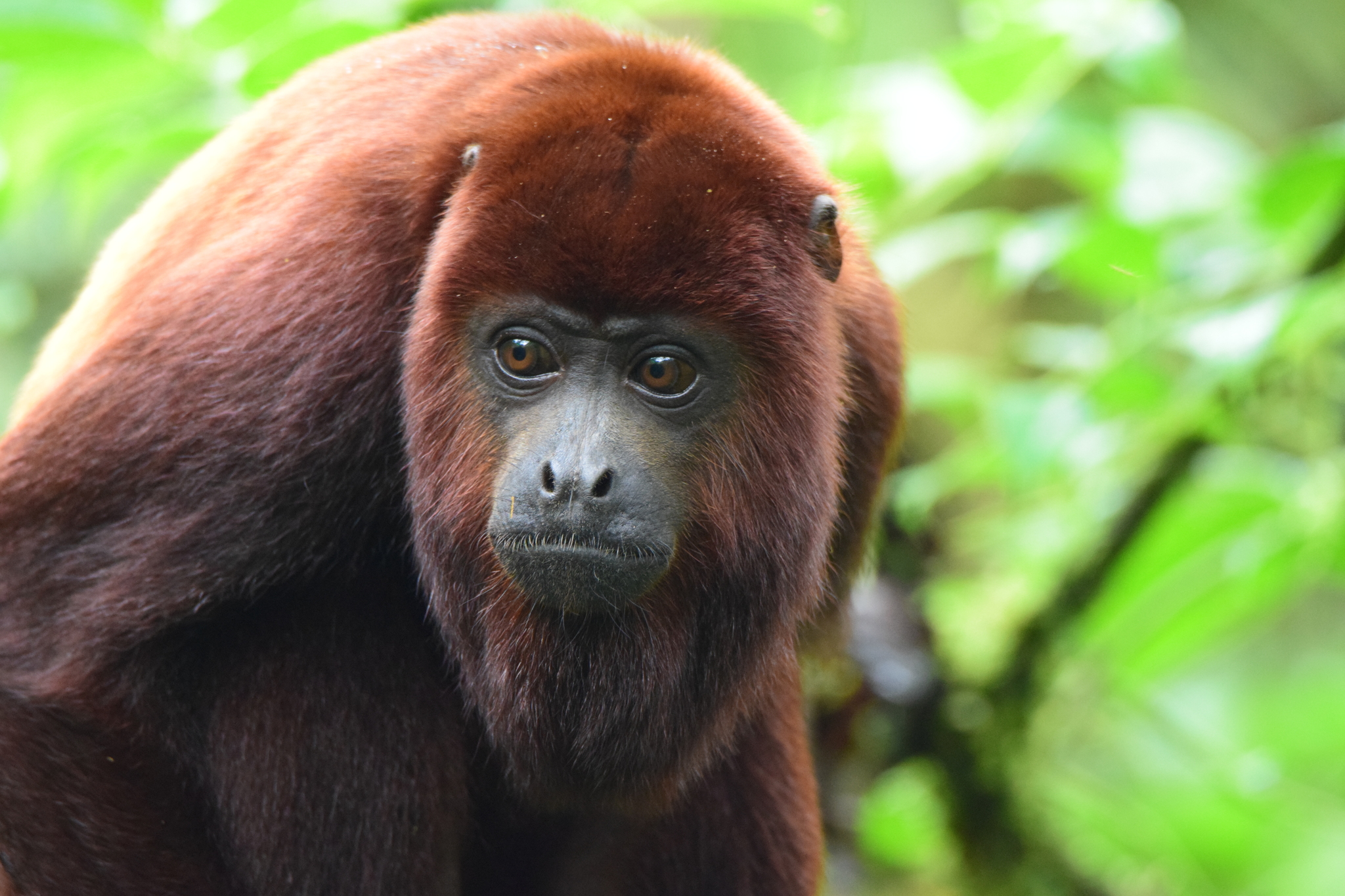 Sí, monos saraguatos murieron por el cambio climático; confirman ...